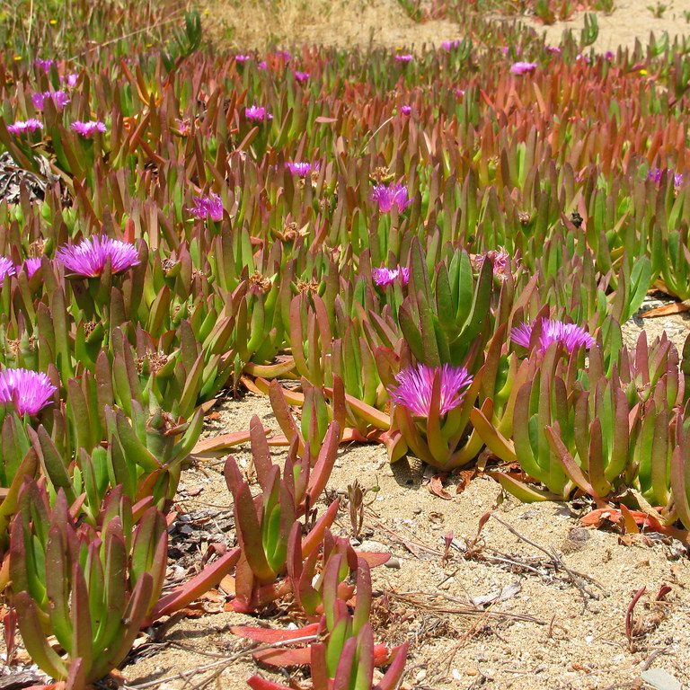 Doca – Vivero La Retuca